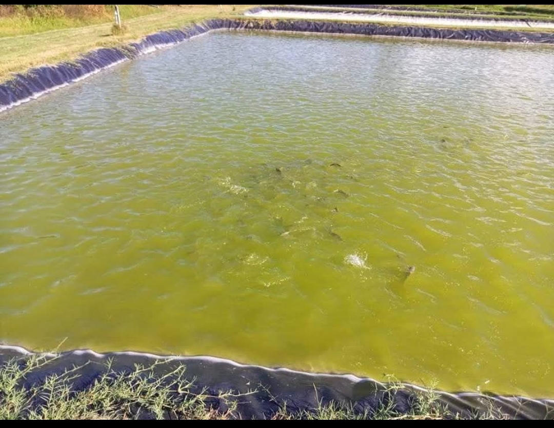 Rock Perfect Fisheries ZW | Fish Farming, Pond Construction & Dam ...