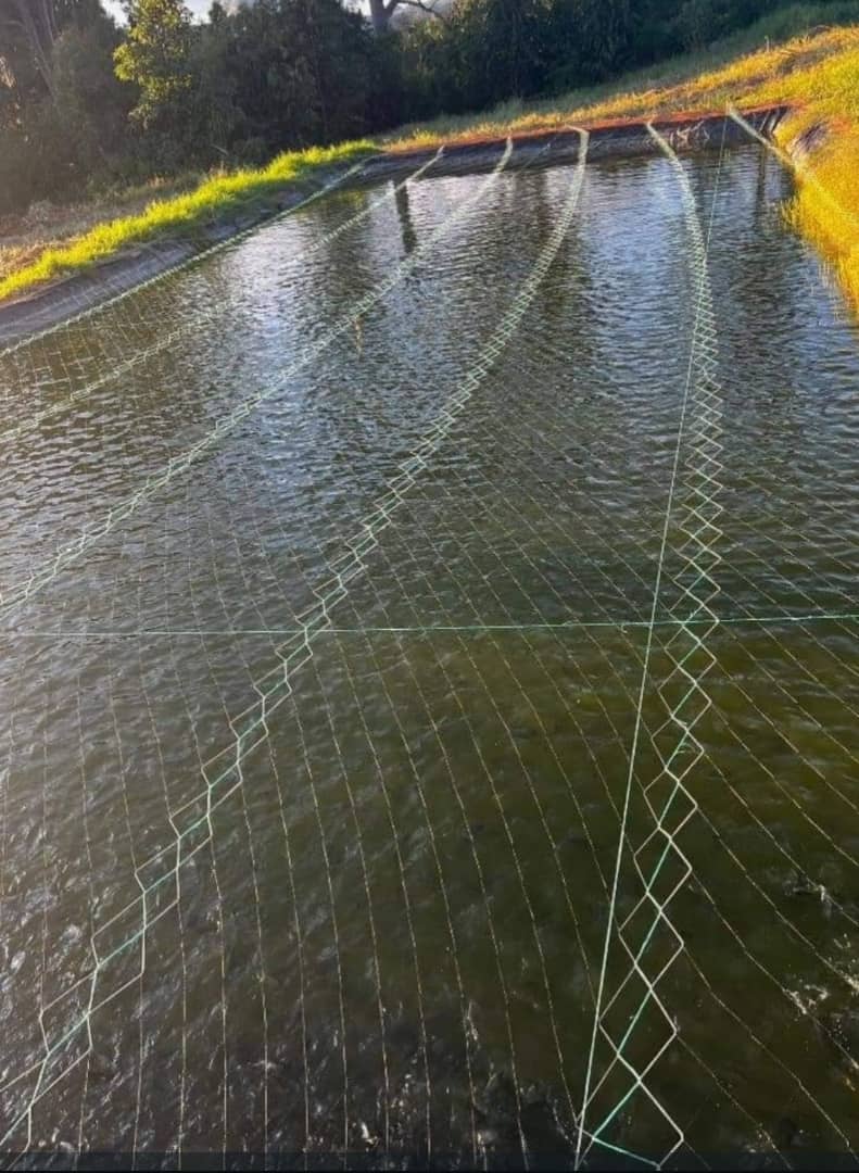 Rock Perfect Fisheries ZW | Fish Farming, Pond Construction & Dam ...